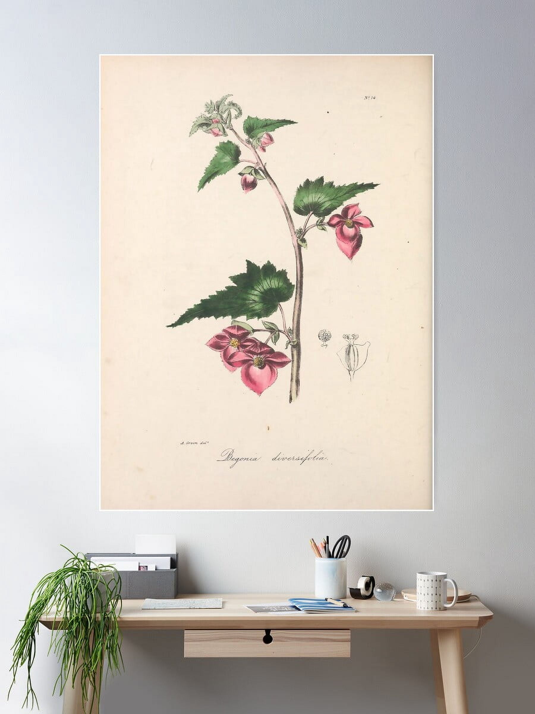 Miluva Vintage Begonia Diversifolia Print From The Floral Cabinet And ...