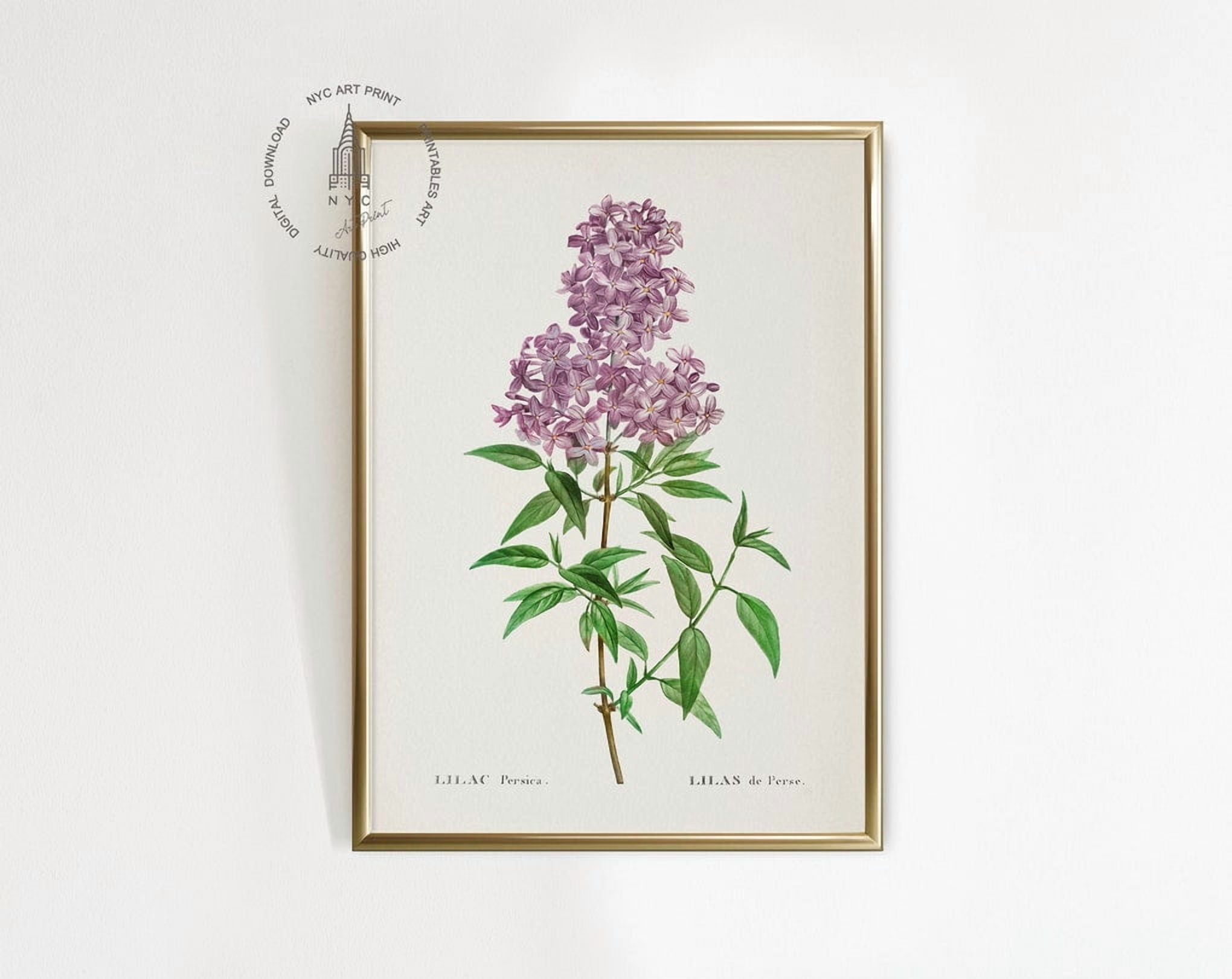 Miluva Vintage Lilac Print, Persian Lilac , Spring Decor, Vintage Lilac ...