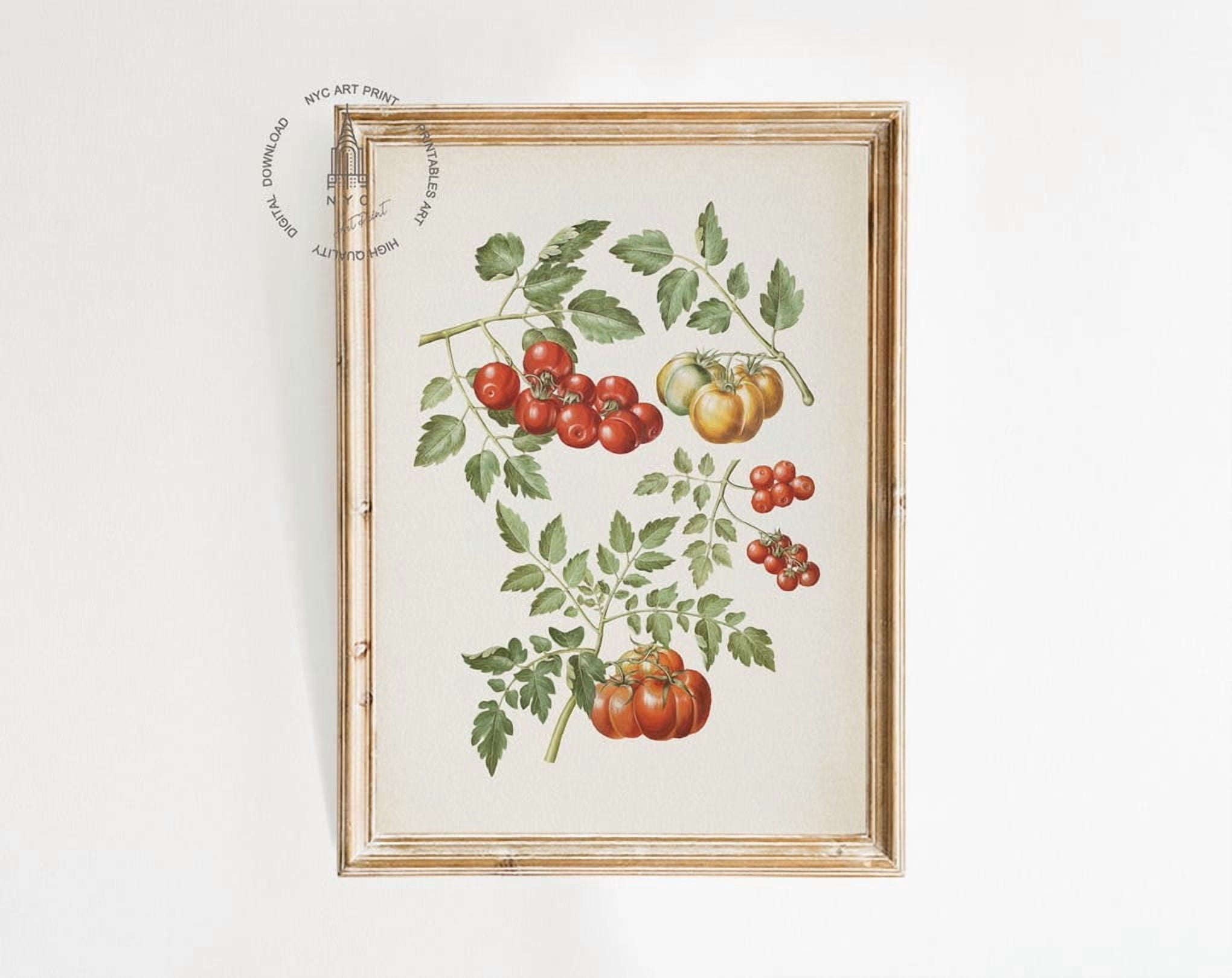 Miluva Vintage Tomato Print, Tomato Printable Wall Art, Tomato Print ...