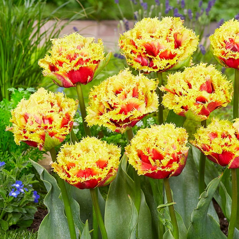 Milwaukee Sunshine Fringed Tulip Flower Bulbs - 5 Bulbs per Pack - Good ...