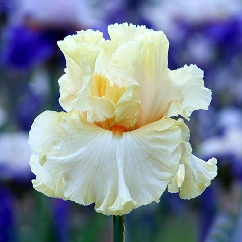 Mimosa Bearded Iris Flower Bulbs - Fragrant - Attracts Butterflies and ...