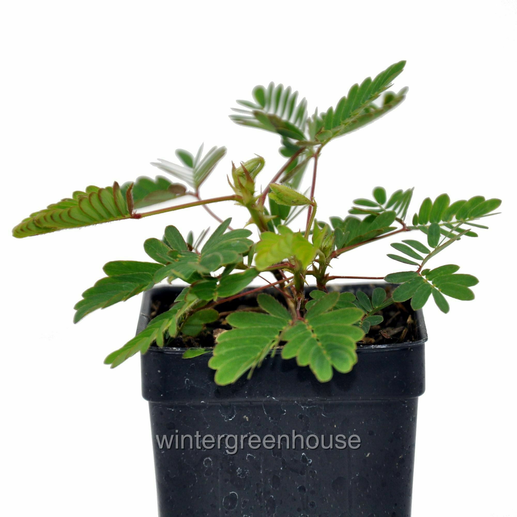 "Mimosa Pudica Fairy Sensitive Plant - Live Indoor Houseplant, Real ...