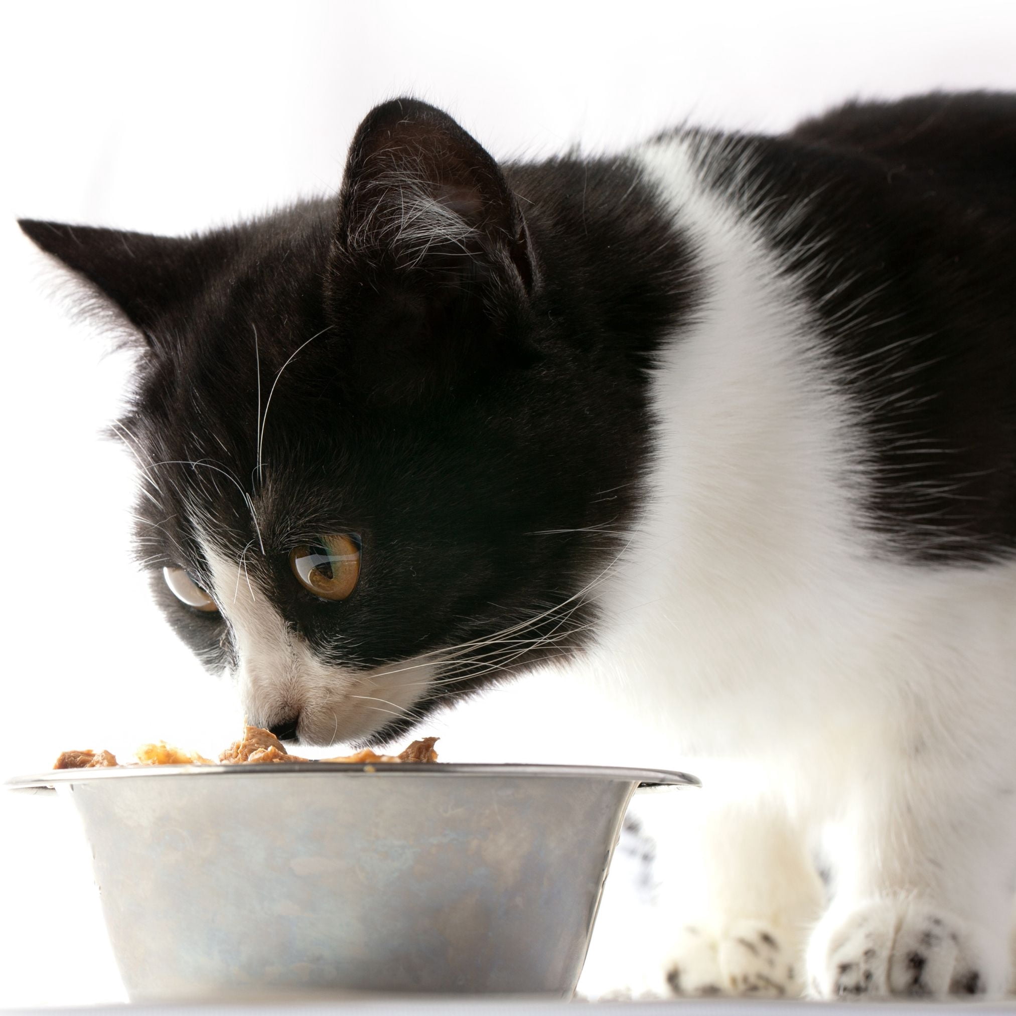 Mince with Salmon in Gravy Wet Cat Food - Walmart.com