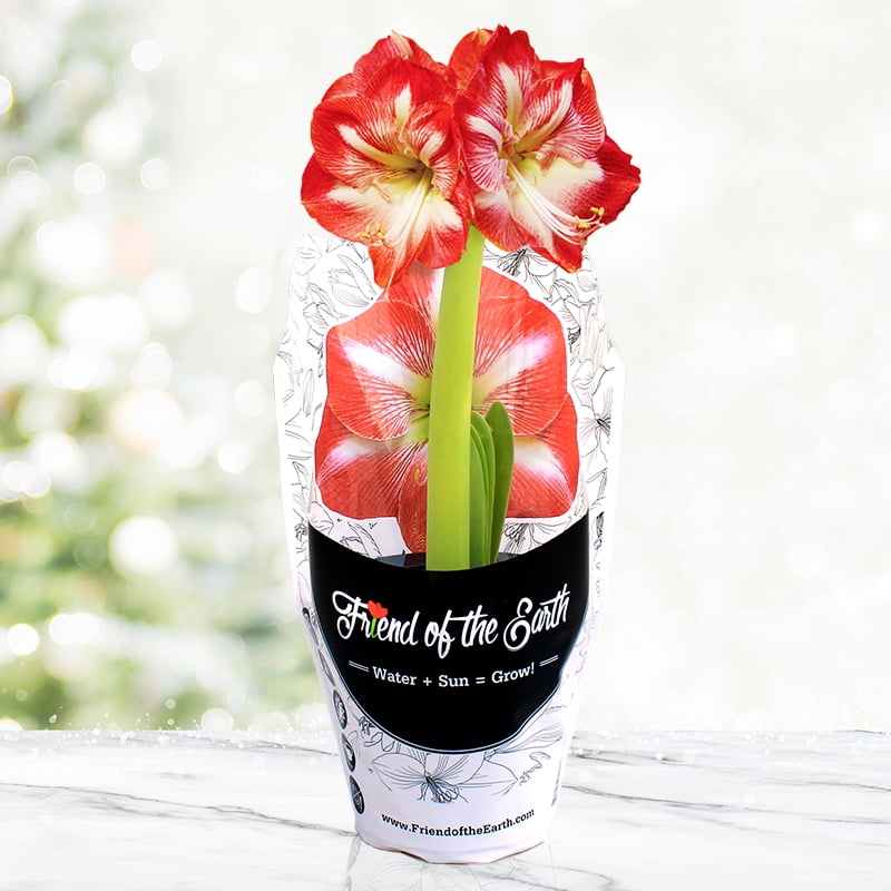 Minerva Potted Amaryllis – Gift Ready, Includes Bulb, Soil & Container ...