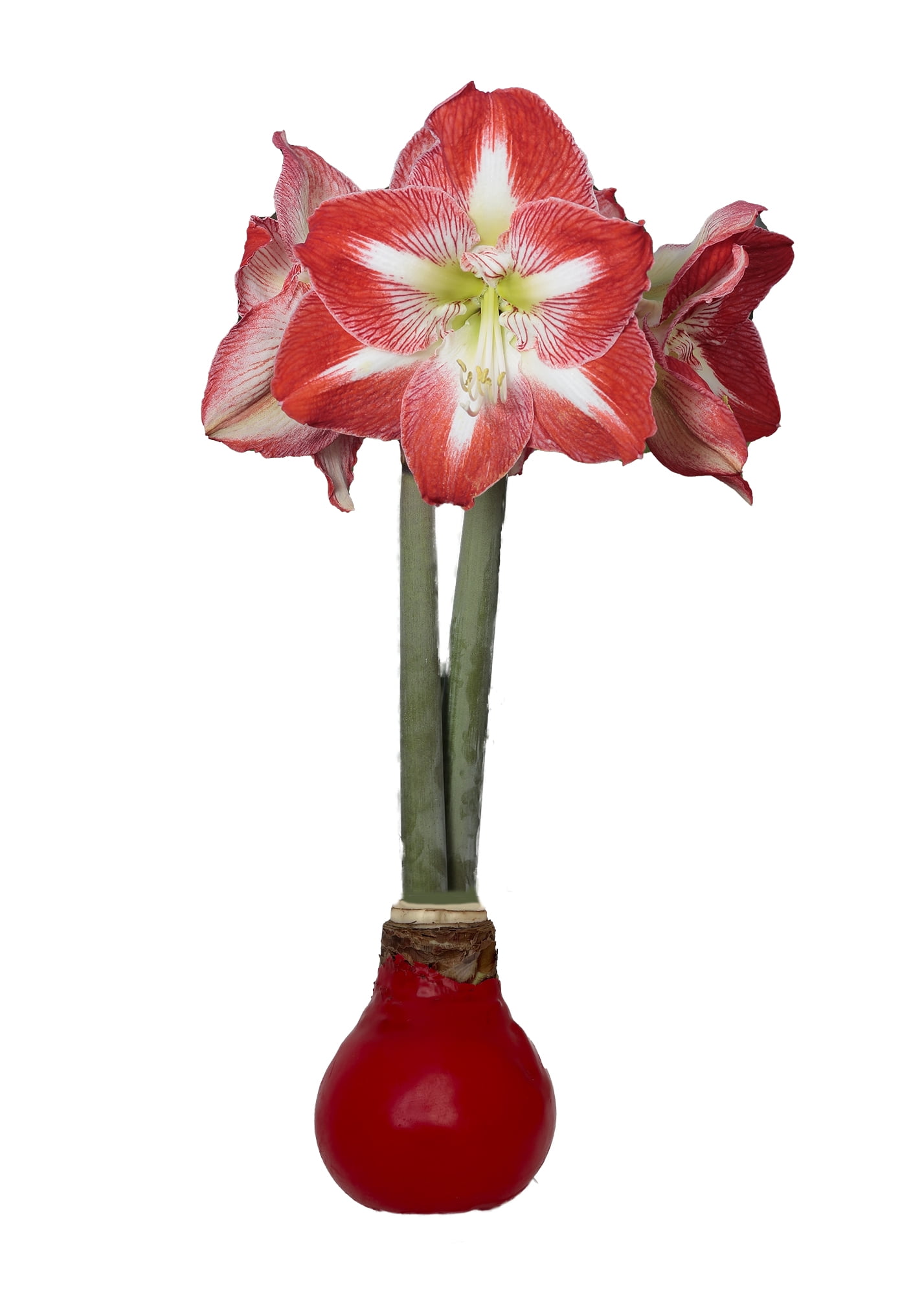 Minerva Red Waxed Jumbo Amaryllis - Christmas Bulbs for Live Holiday ...
