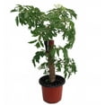 Ming Aralia Pre-Bonsai Tree - Polyscias fruticosa - Indoor - Thick ...