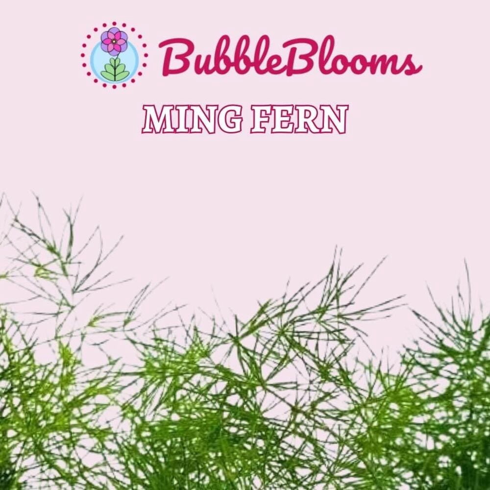 Ming Fern Asparagus retrofractus, 2 inch Set of 3, Tiny Mini Pixie ...