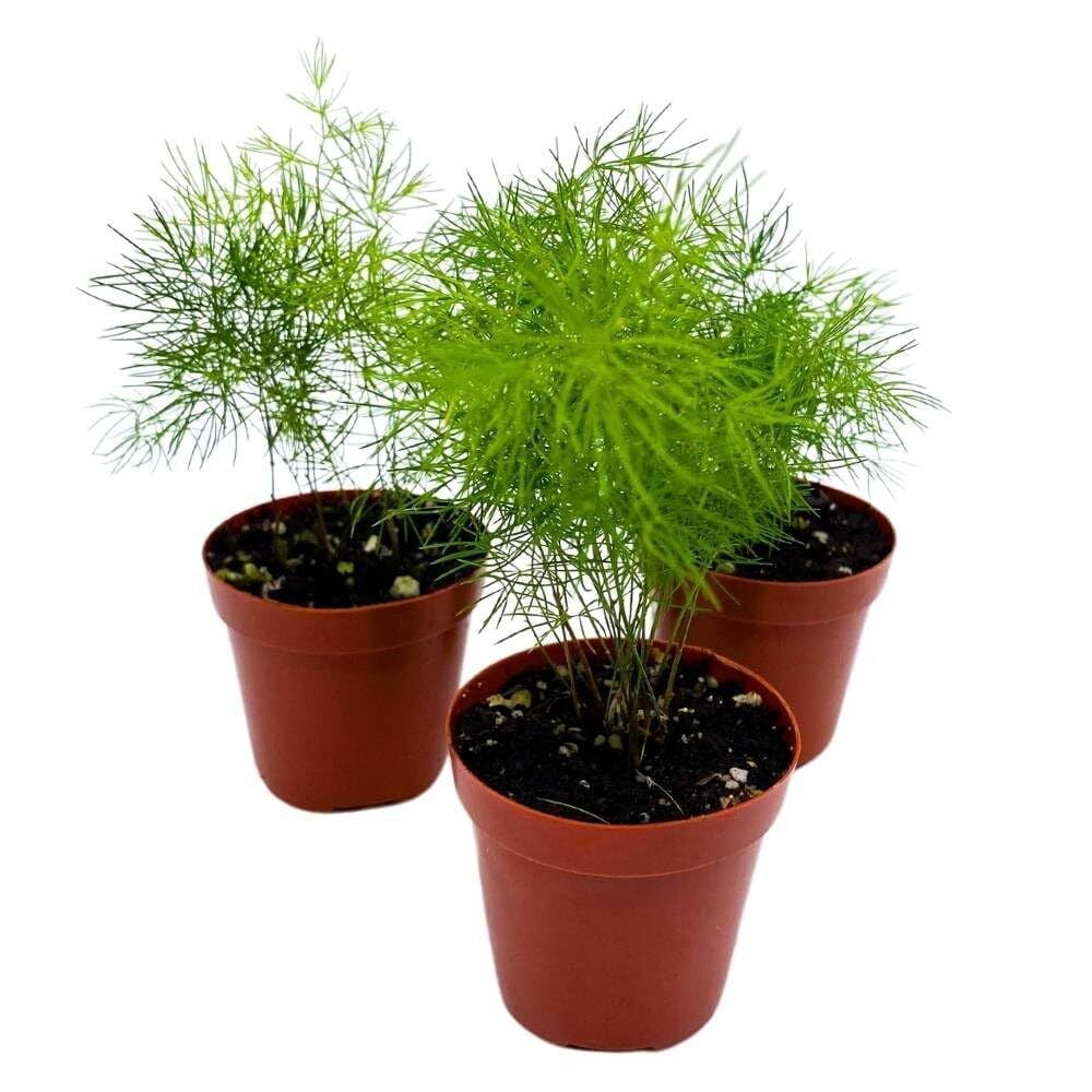 Ming Fern Asparagus retrofractus, 2 inch Set of 3, Tiny Mini Pixie ...
