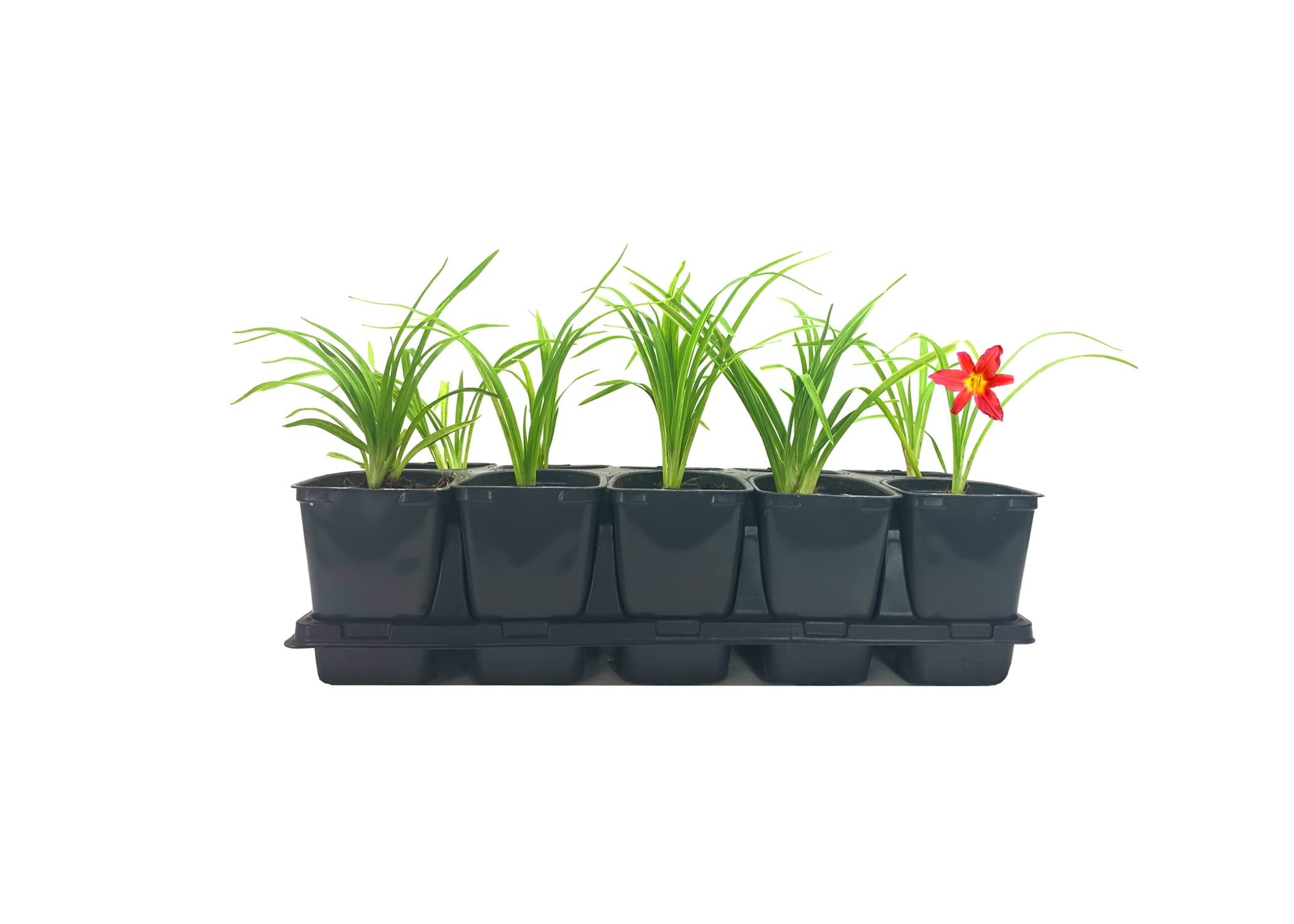 Florida Foliage Ming Toy Daylily 5 Live 4 Inch Pots Hemerocallis Plants ...