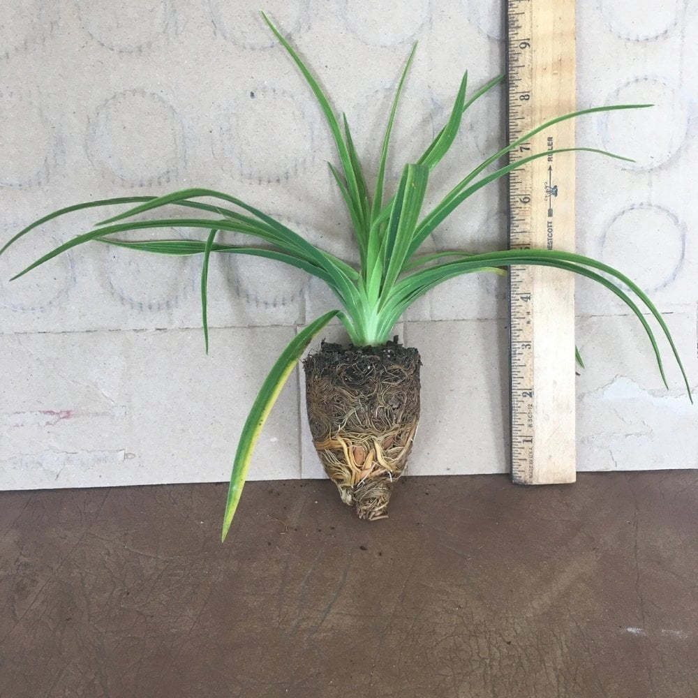 Ming Toy Daylily – Live Plants - Walmart.com