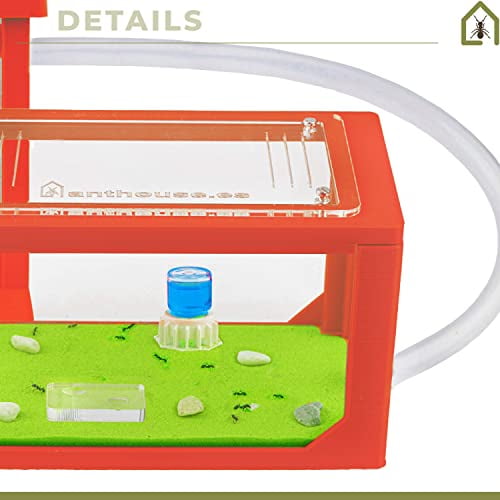 Mini 3D Sand Ant Farm Kit | Forage Box & Sandwich | Ant Habitat for Kids & Adults - Walmart.com