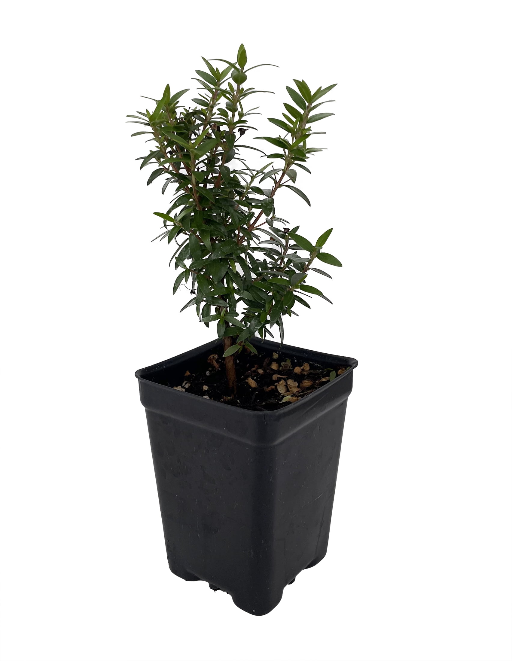 Mini Biblical Myrtle communis 'Minima' - 2.5" Pot - Fairy Garden ...