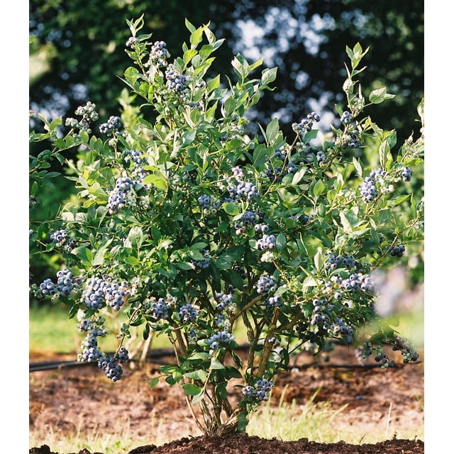 Mini Blues Blueberry Bush - Live Plant - ( 2.5 QT ) - Walmart.com