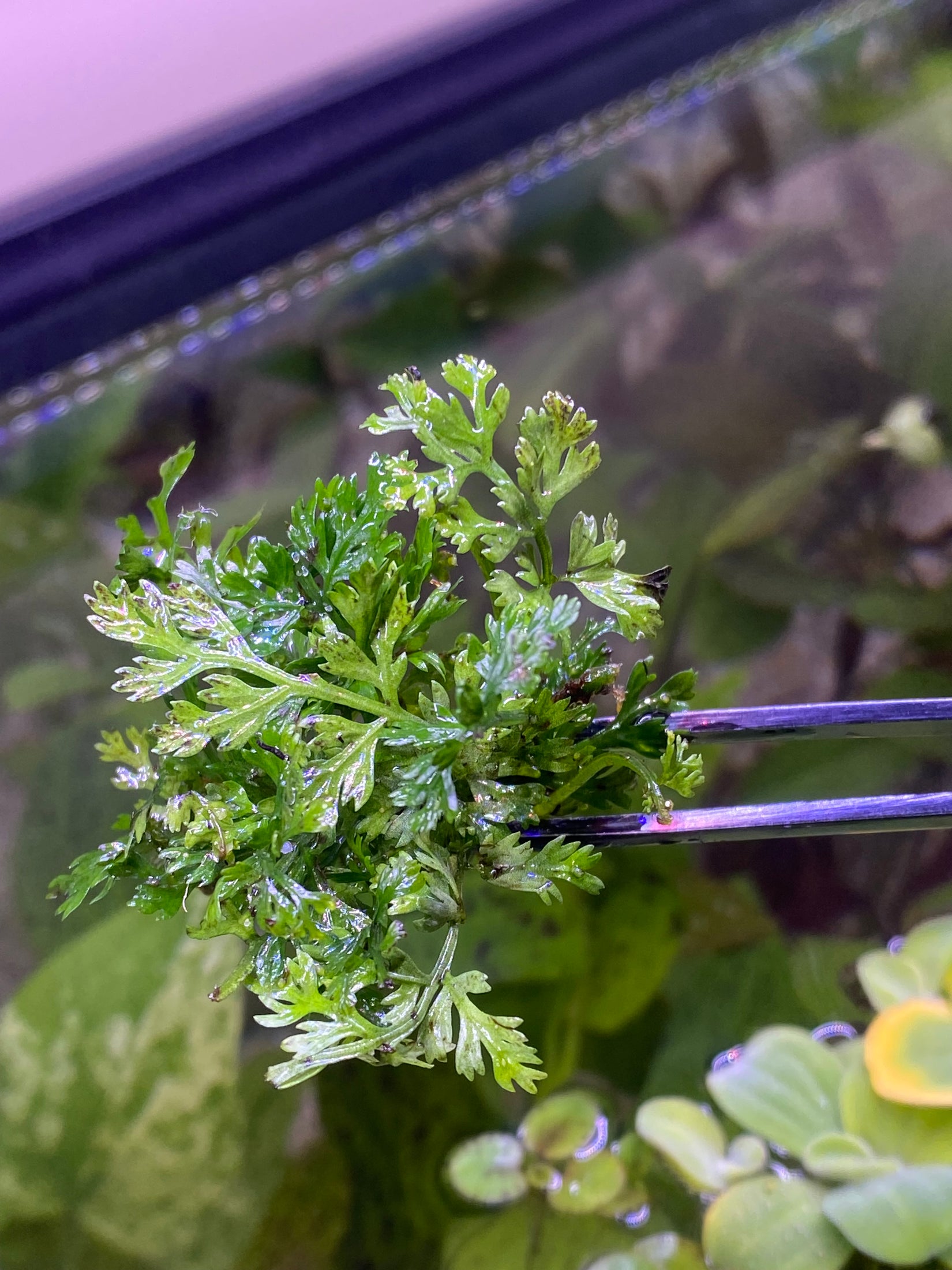 Mini Bolbitis Bolbitis Heteroclita Difformis