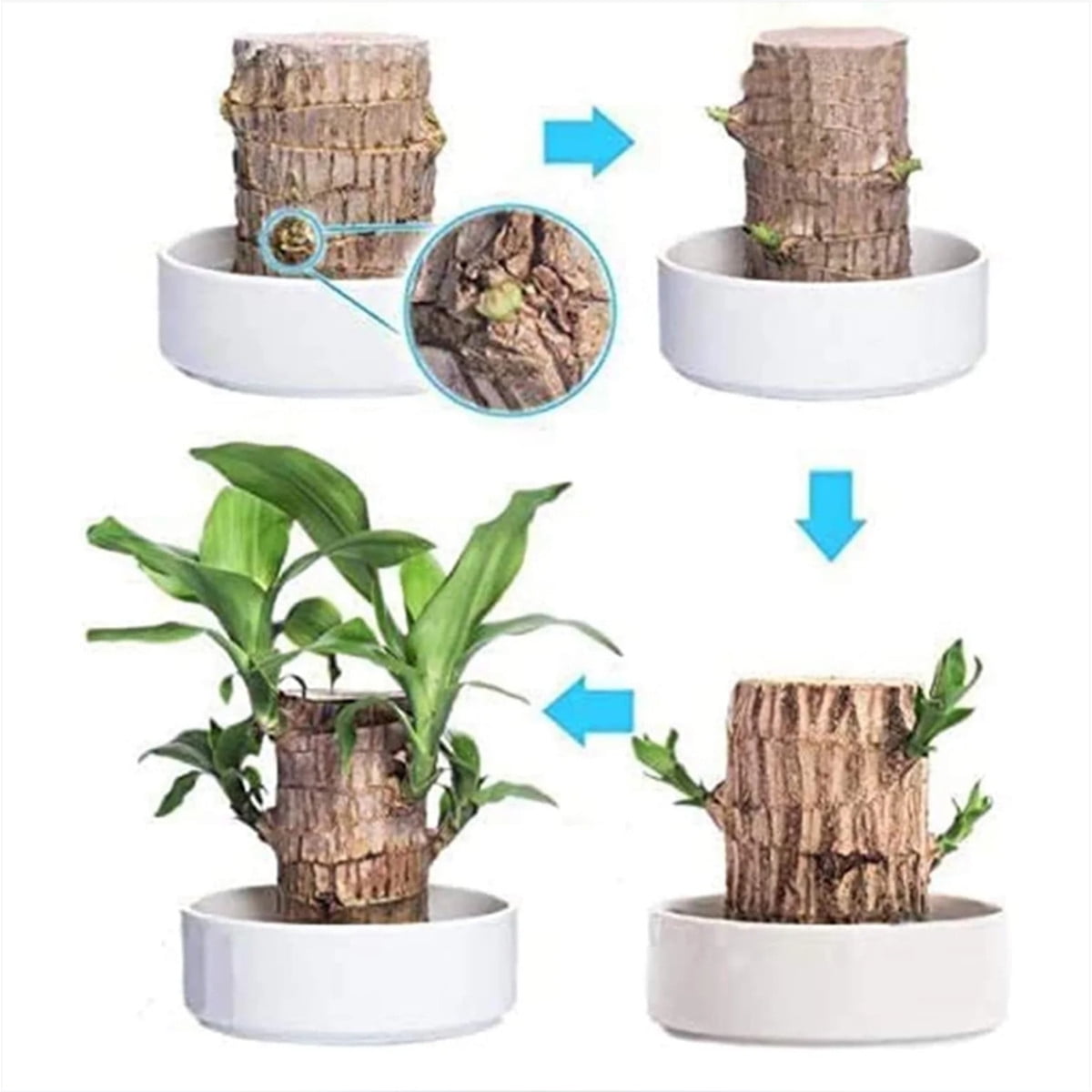 Mini Brazil Lucky Wood, Brazilian wood Tree , Brazilian Wood Decor, Brazilian Lucky Wood ...