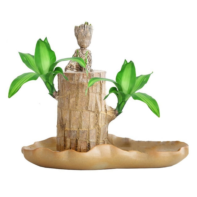 Mini Brazil Lucky Wood Hydroponic Tree Stump Desktop Plants ...