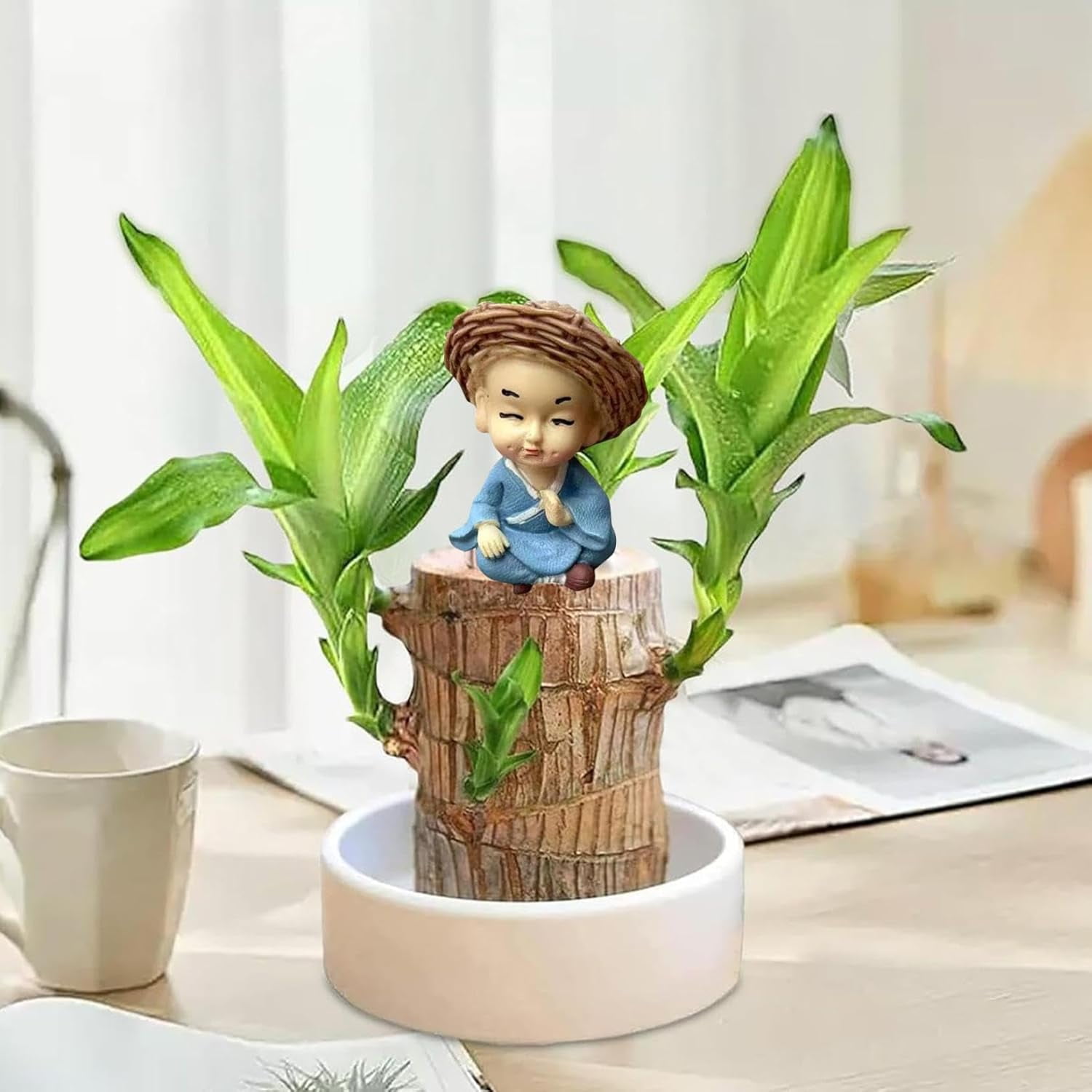 Mini Brazilian Wood Plant, Brazil Lucky Wood, Fortune Brazil Wood Potted Plant, Brazilian Wood ...