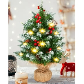 Real Small Christmas Trees