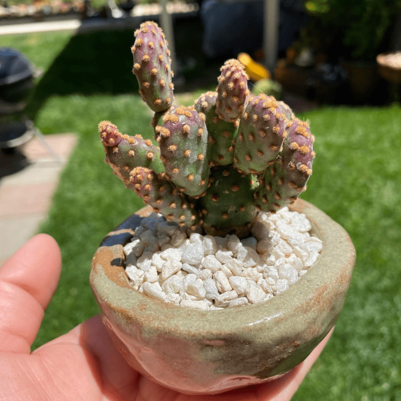 Mini Cinnamon Cactus, Opuntia Rufida Minima, Rare Cactus, Small ...