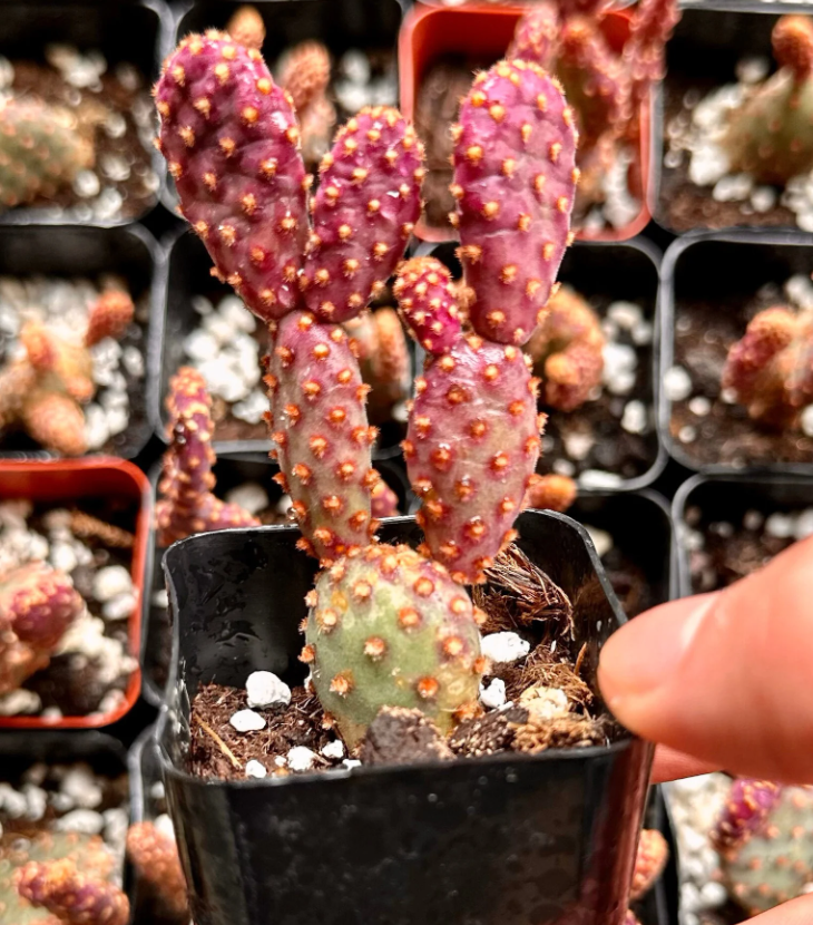 Mini Cinnamon Cactus Plant Rare Opuntia Rufida Minima Cactus Plant 2 ...