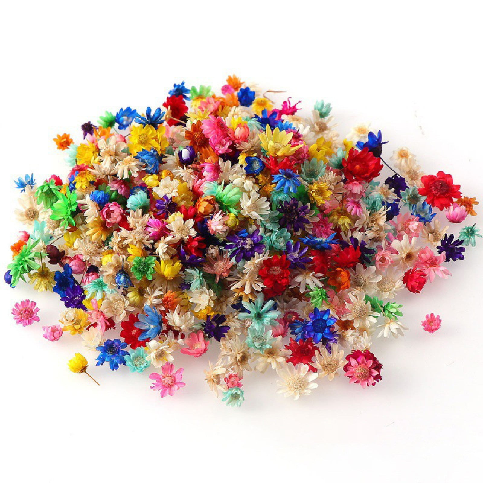 Mini Dried Flower Heads, 200 PCS 100% Natural Little Star Real Dried ...