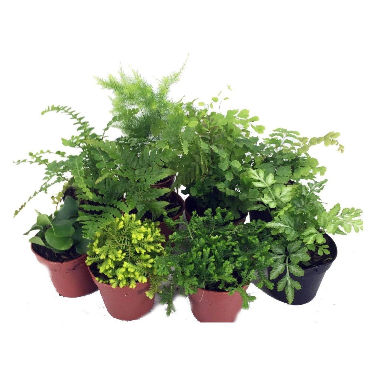 Mini Ferns for Terrariums/Fairy Garden - 10 Plants - 2" Pots - Walmart.com