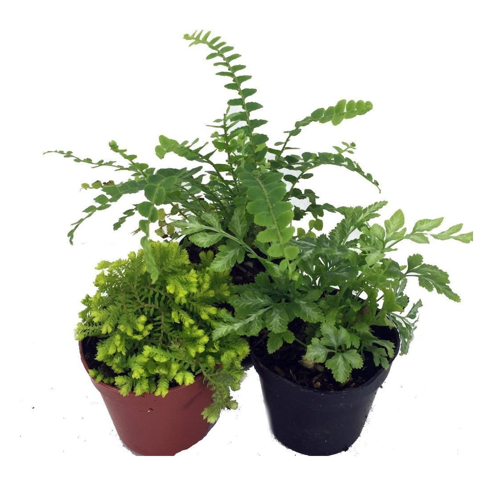 Mini Ferns for Terrariums/Fairy Garden - 3 Different Plants-2" Pots ...