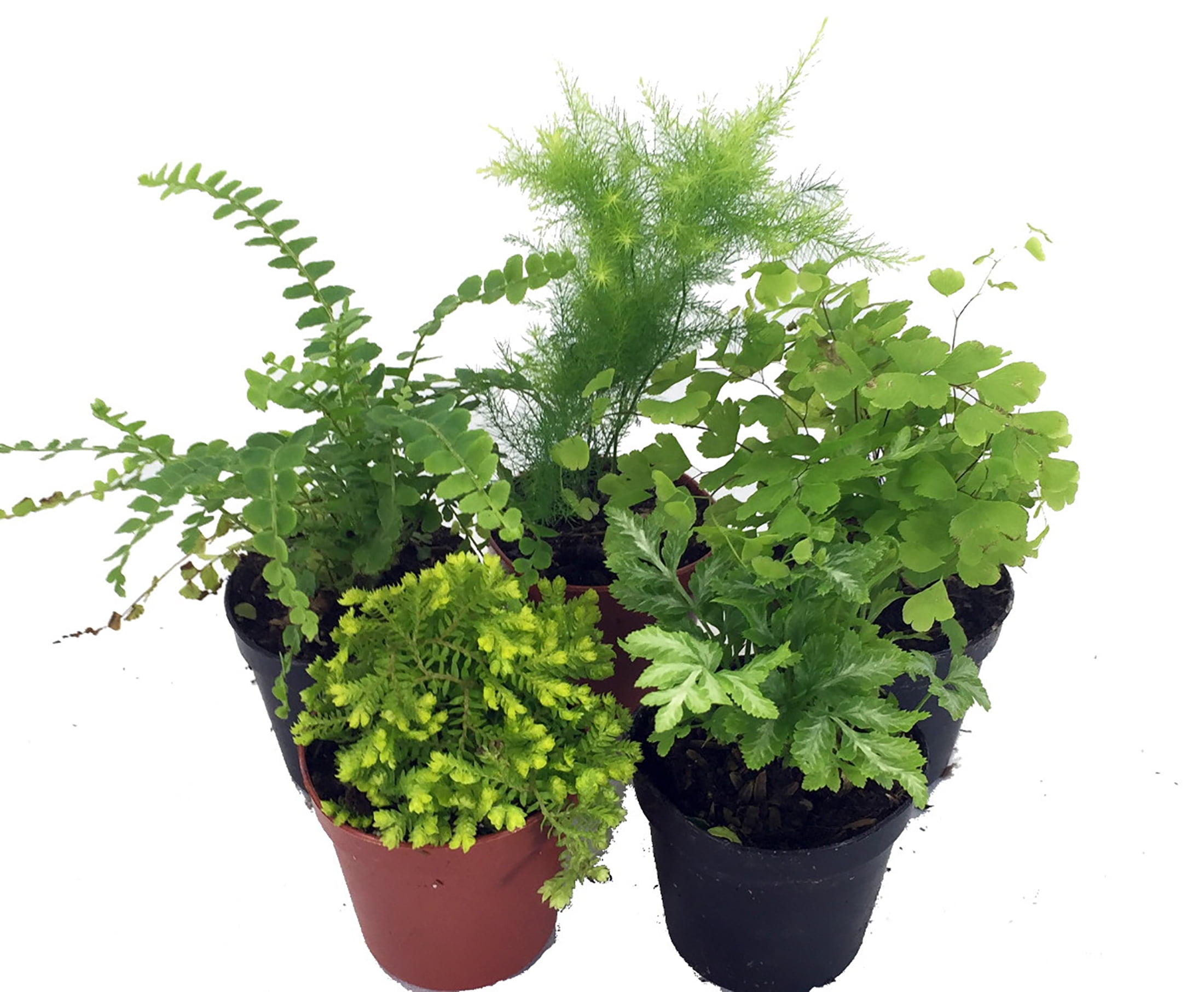 Mini Ferns for Terrariums/Fairy Garden - 5 Different Plants-2" Pots ...
