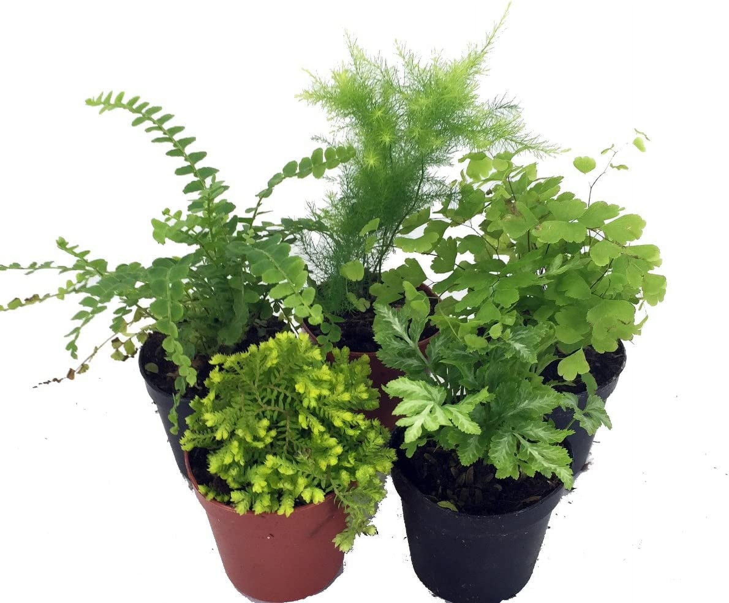 Mini Ferns for Terrariums/Fairy Garden - 5 Different Plants-2" Pots ...