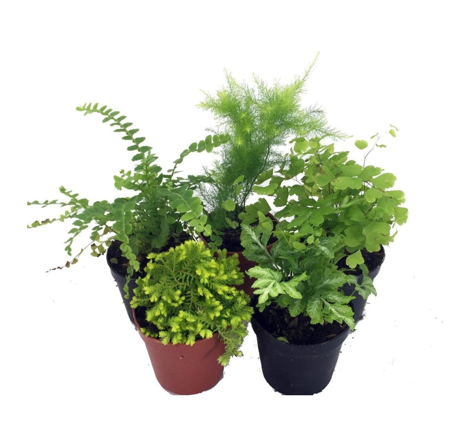 Mini Ferns for Terrariums/Fairy Garden - 5 Different Plants-2" Pots ...
