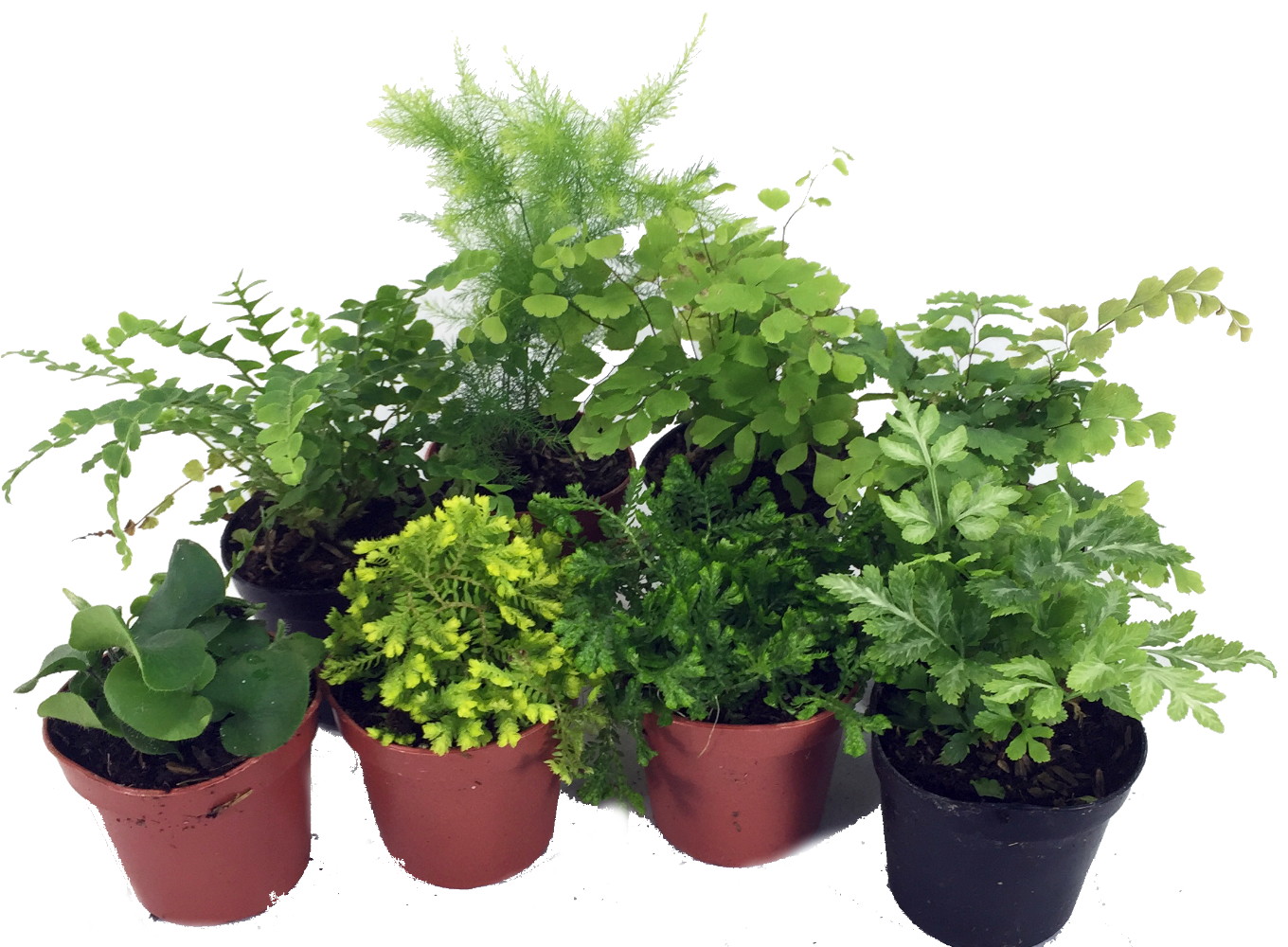 Mini Ferns for Terrariums/Fairy Garden - 10 Plants - 2" Pots - Walmart.com