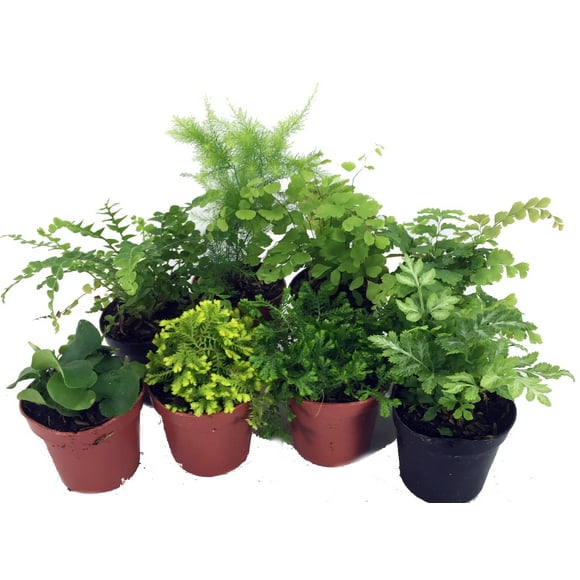 Ferns in Indoor Plants - Walmart.com