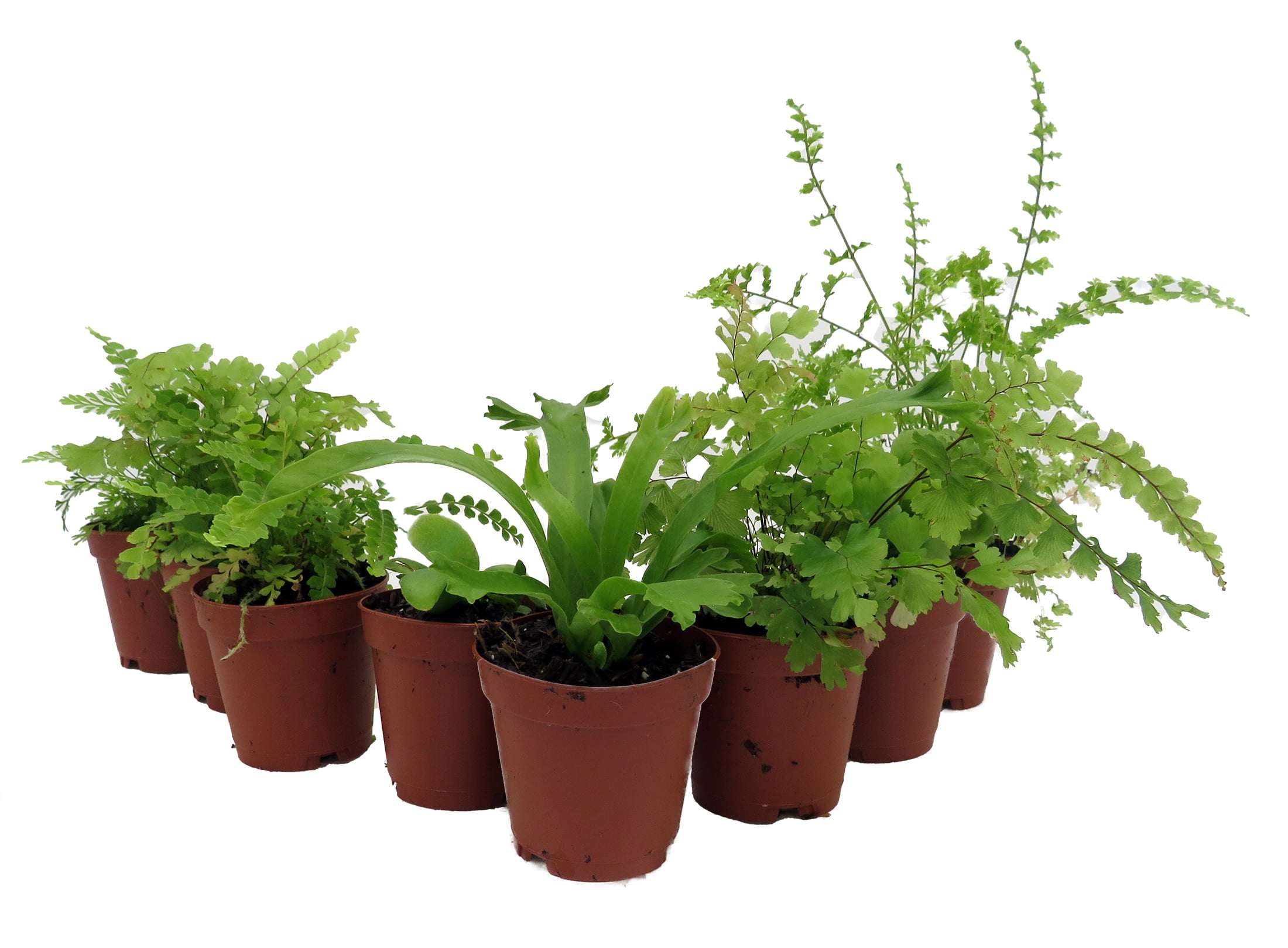 "Live Mini Ferns for Indoor Fairy Gardens - 8 Different Plants in 2 ...