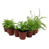 "Live Mini Ferns for Indoor Fairy Gardens - 8 Different Plants in 2 ...