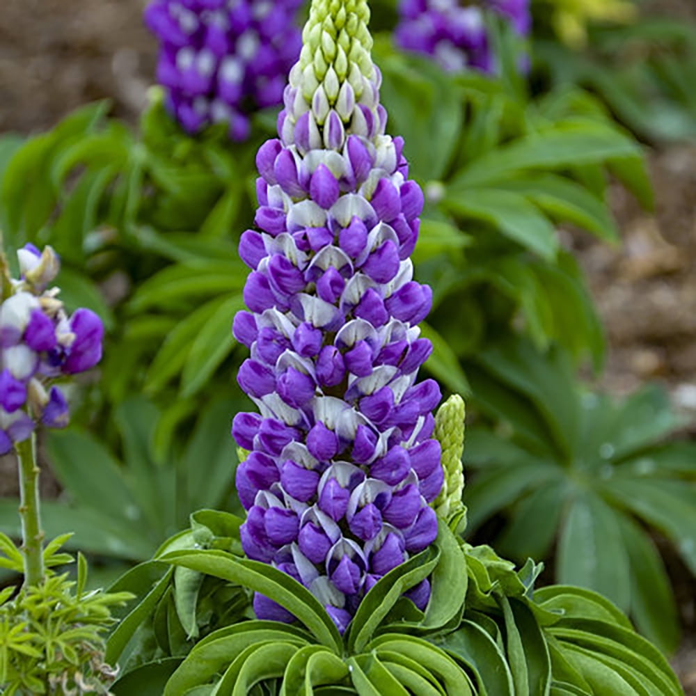 Mini Gallery™ Blue Bicolor Lupine Perennial - Lupinus polyphyllus ...