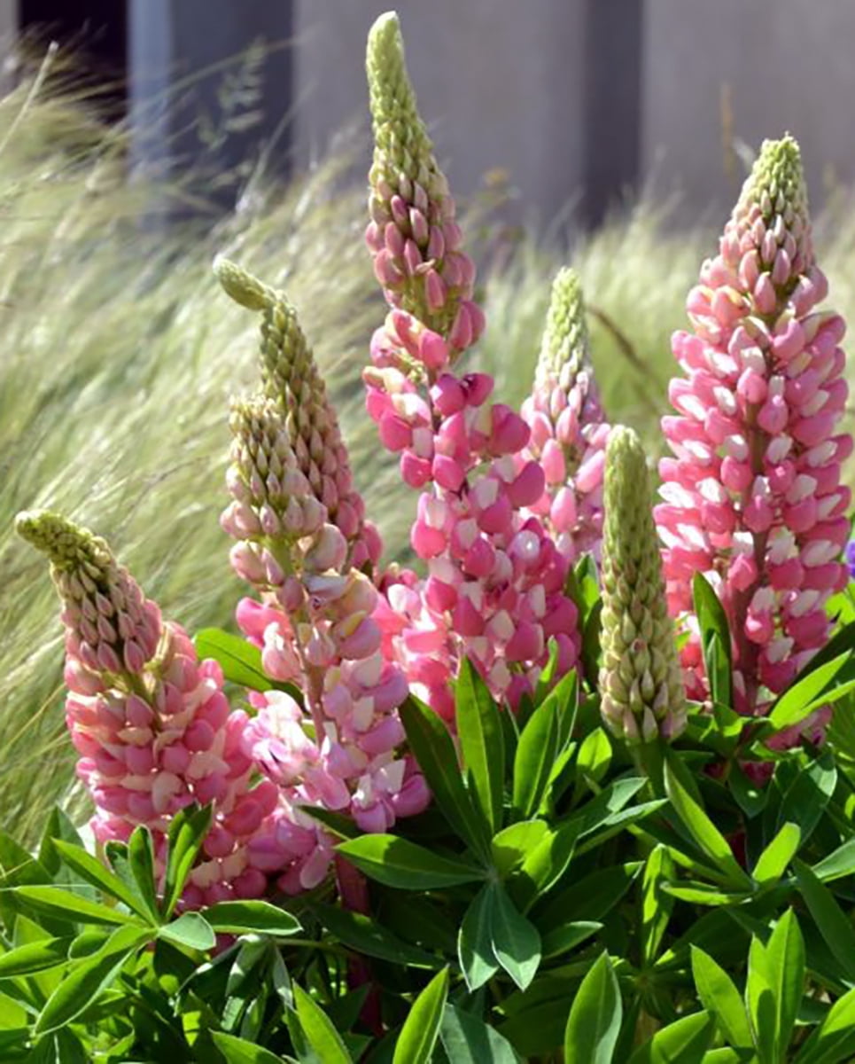 Mini Gallery™ Pink Bicolor Lupine Perennial - Lupinus polyphyllus ...