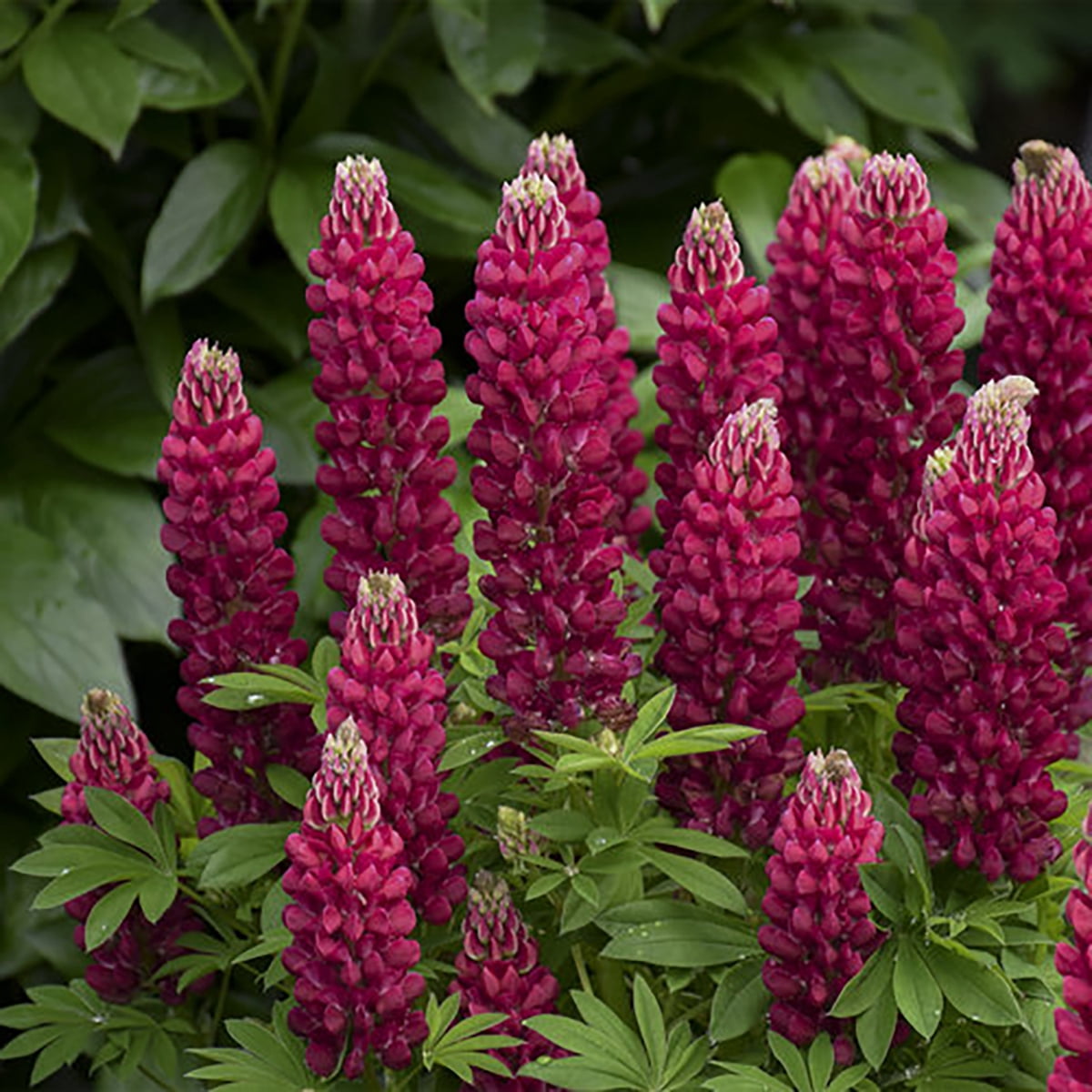 Mini Gallery™ Red Lupine Perennial - Lupinus polyphyllus - Gallon Pot ...
