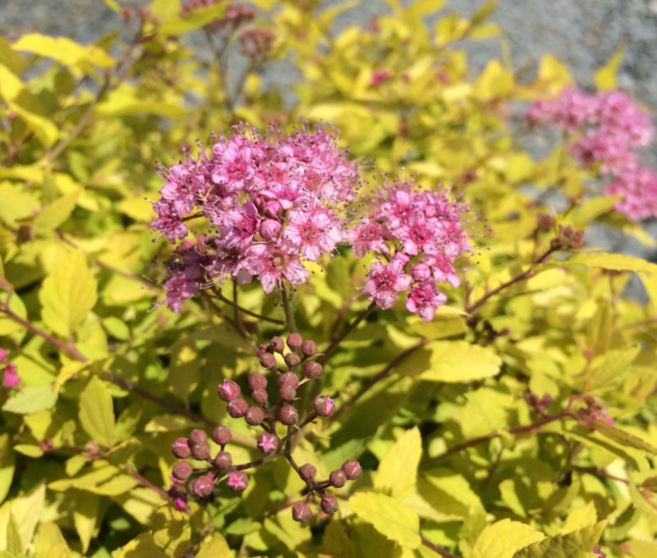 Mini Gold Mound Spirea Plant Live for Planting, Dwarf Gold Mound Spirea ...