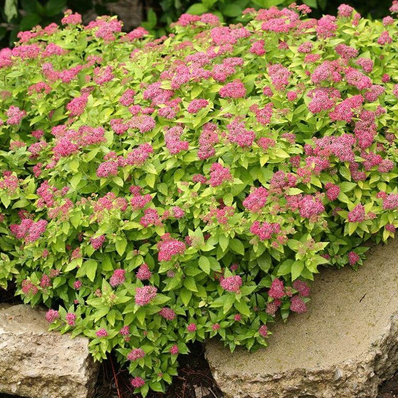 Mini Gold Mound Spirea in Quart Pot - Dwarf Gold Mound Spirea ...