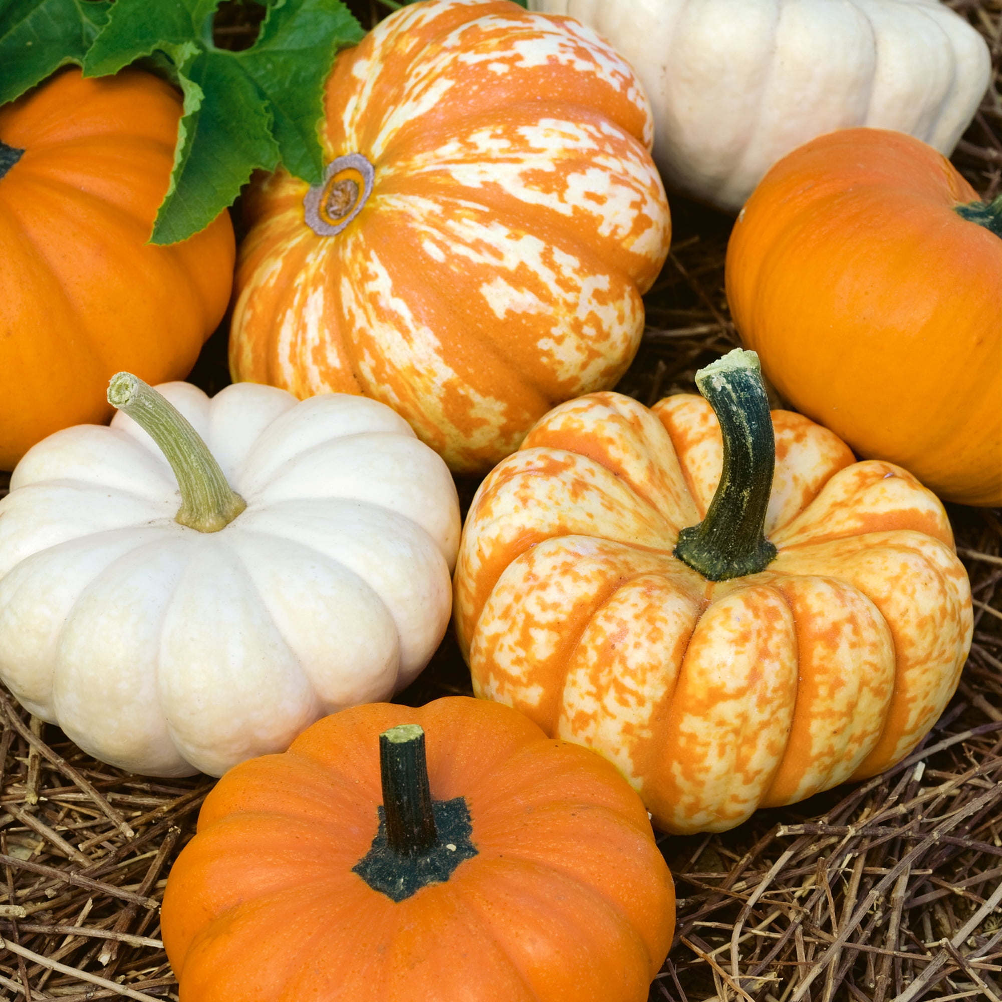 Mini Harvest F1 Mix Hybrid Pumpkin 4 Oz ~800 Seeds – Non-GMO, Annual ...