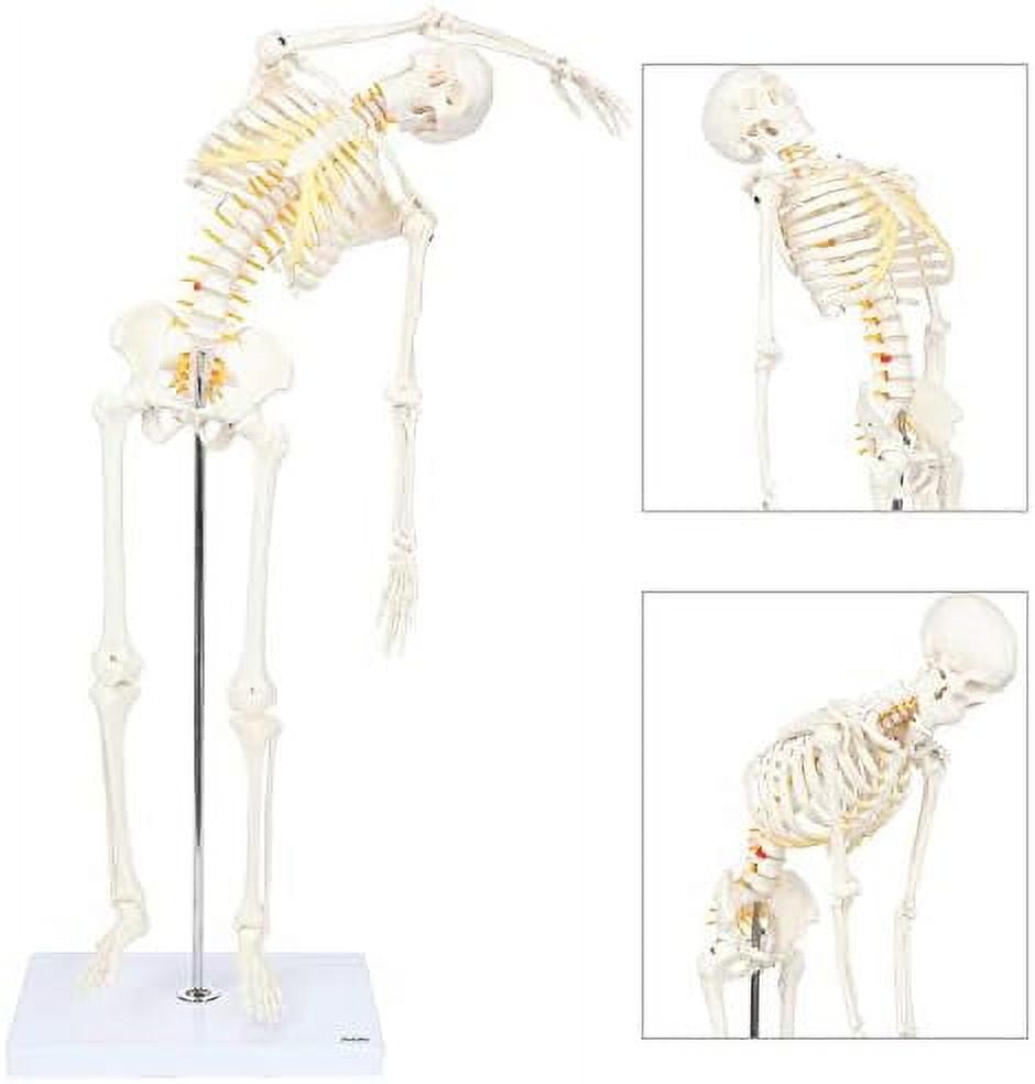 Mini Human Flexible Skeleton Model with Stand, 34" Tall Skeleton ...