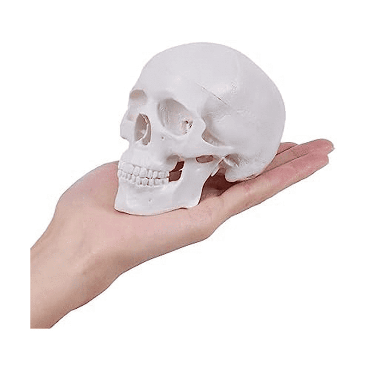 Mini Human Skull Model, 3 Parts Anatomical Skull Model with Removable ...