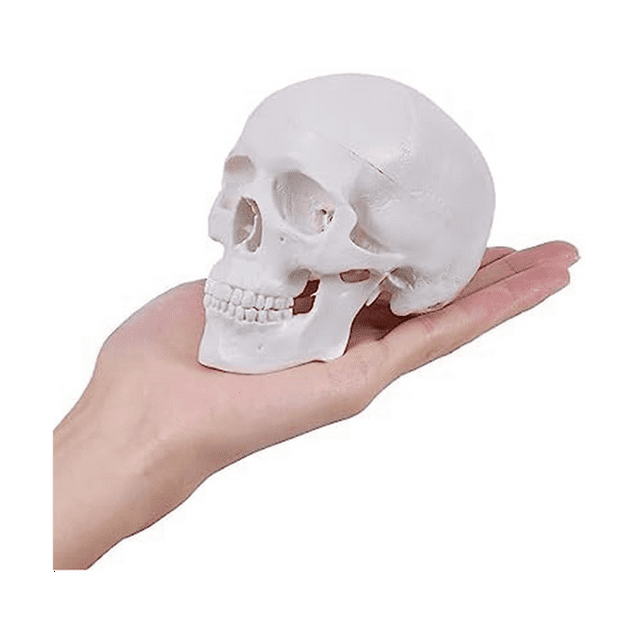 Mini Human Skull Model, 3 Parts Anatomical Skull Model with Removable ...
