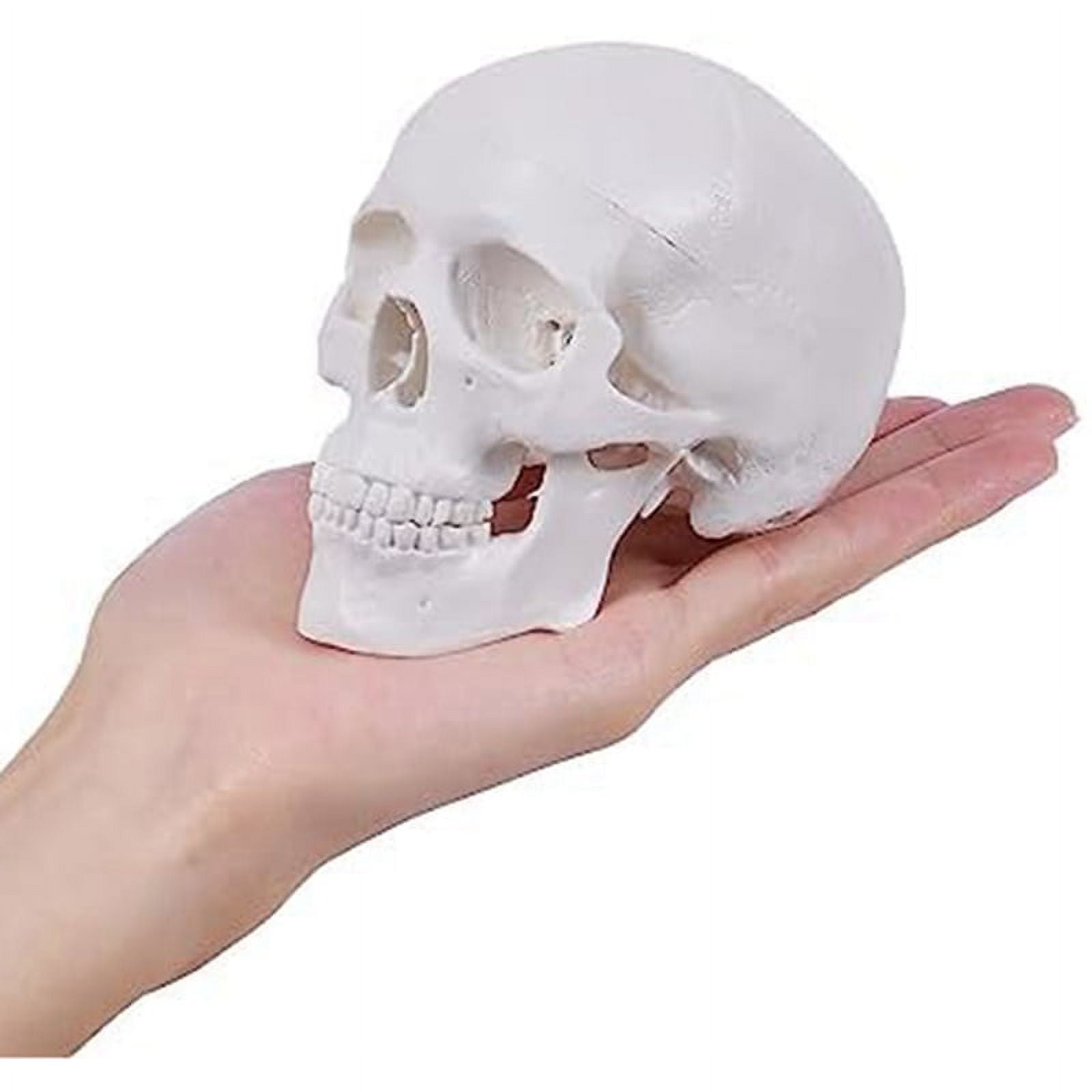 Mini Human Skull Model, 3 Parts Anatomical Skull Model with Removable ...