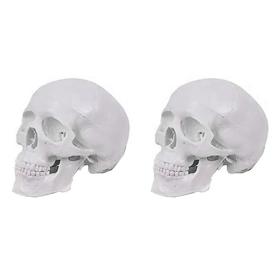 Mini Human Skull Model, 3 Parts Anatomical Skull Model - Walmart.com