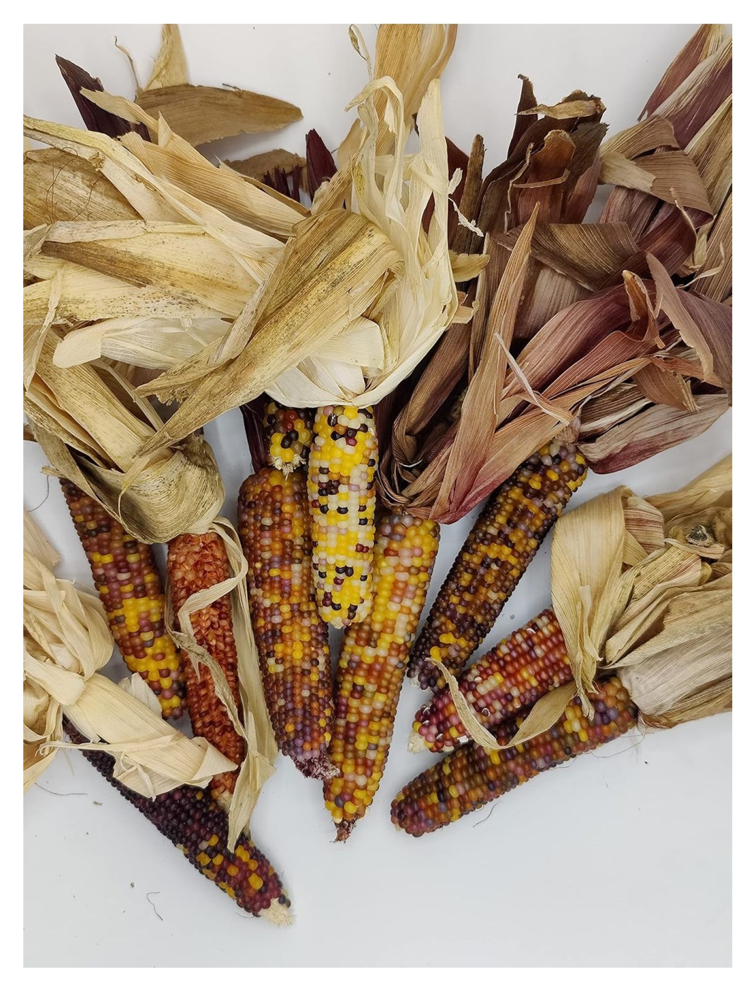 Mini Indian Corn in Husk - Pack of 10 for Decor, Crafts and Bowl ...