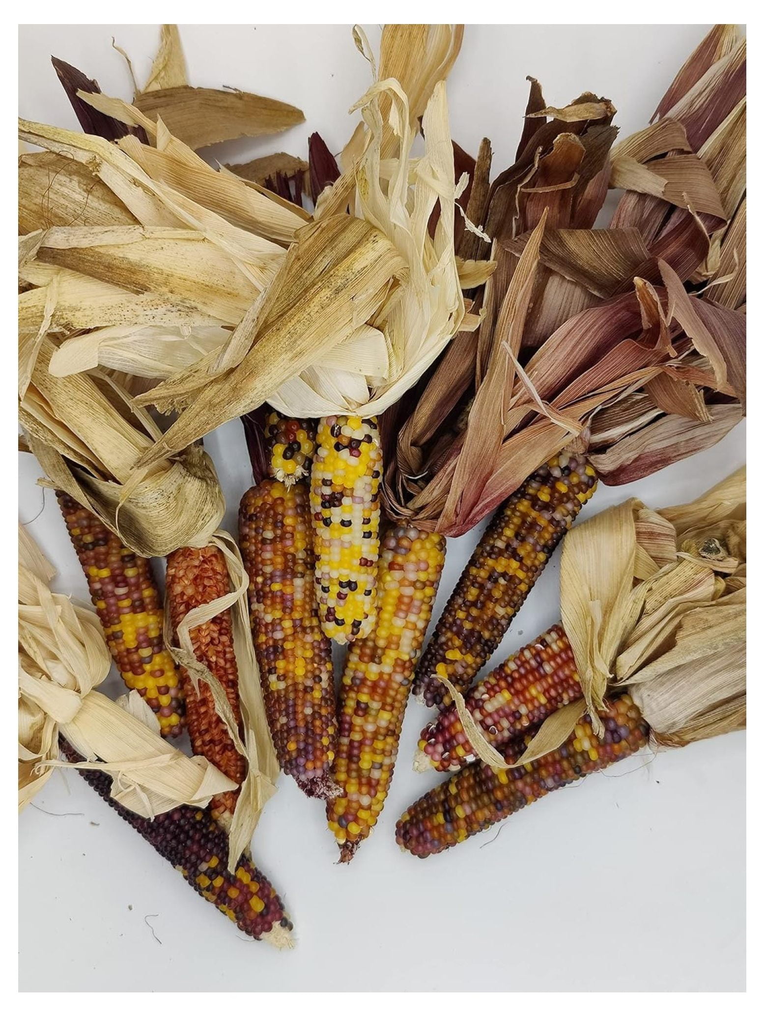 Mini Indian Corn in Husk - Pack of 10 for Decor, Crafts and Bowl ...