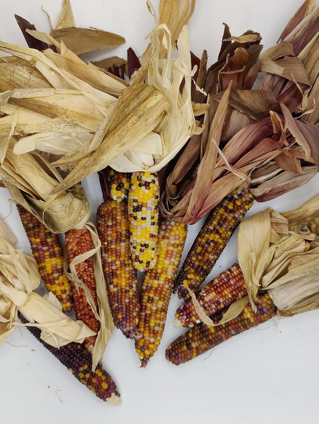 Mini Indian Corn in Husk - Pack of 10 for Decor, Crafts and Bowl ...