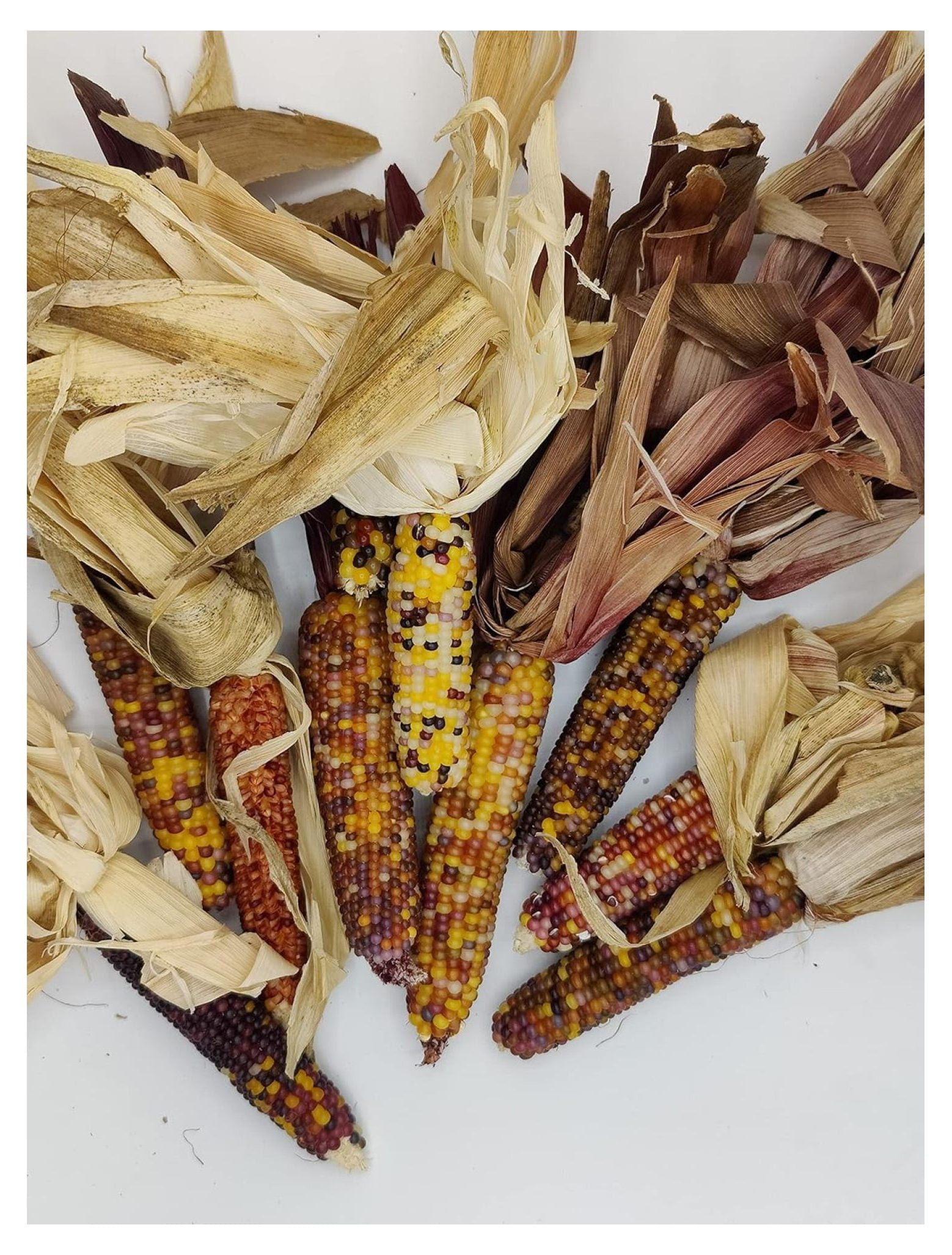 Mini Indian Corn in Husk - Pack of 10 for Decor, and Bowl fillers ...