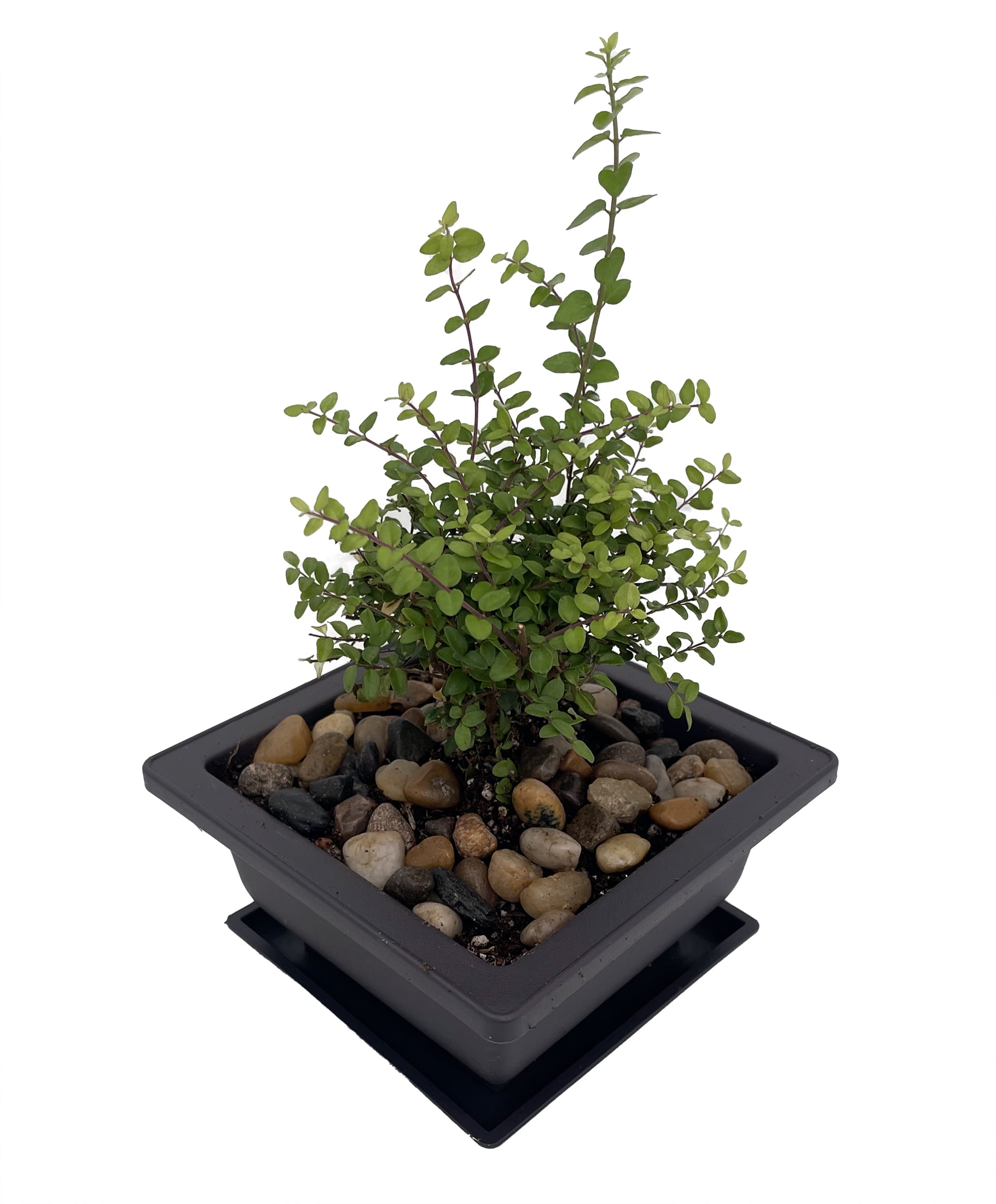 Mini Japanese Golden Privet Bonsai Tree in Square Bonsai Pot with ...